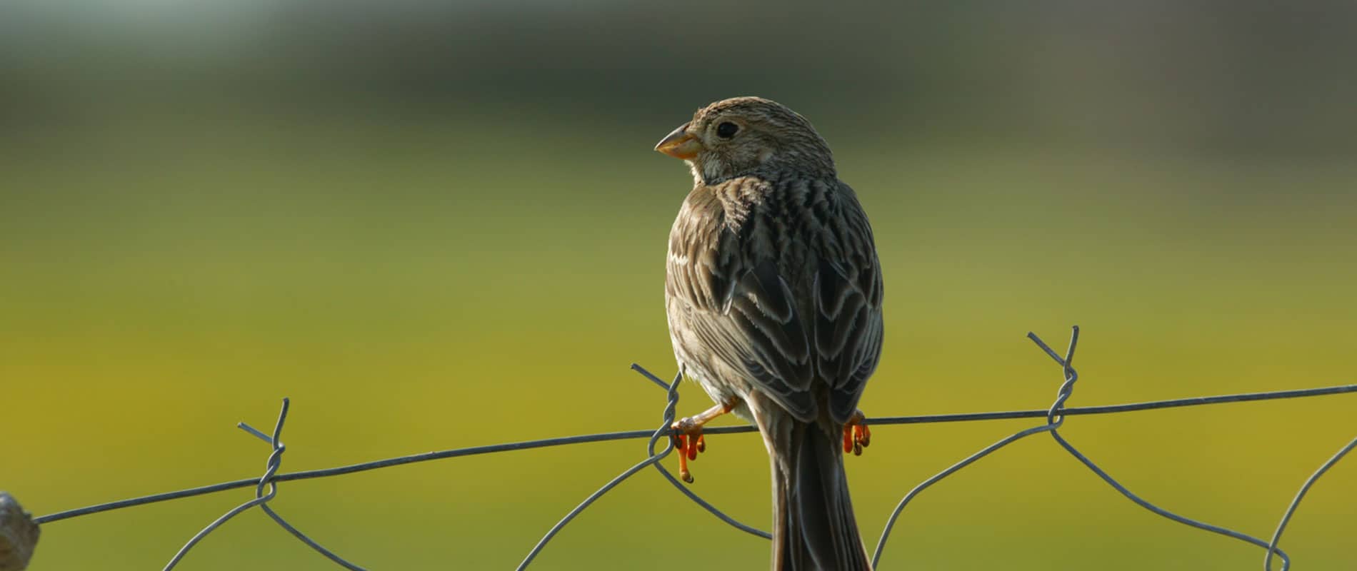Bird Surveys – Pennine Ecological