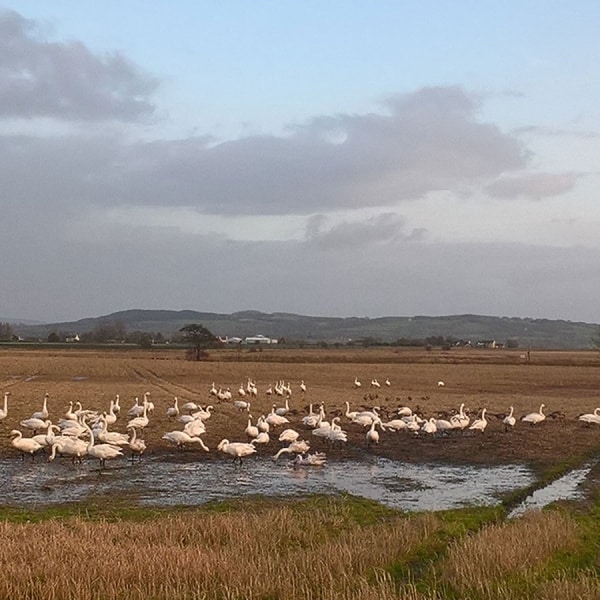 Bird Surveys – Pennine Ecological