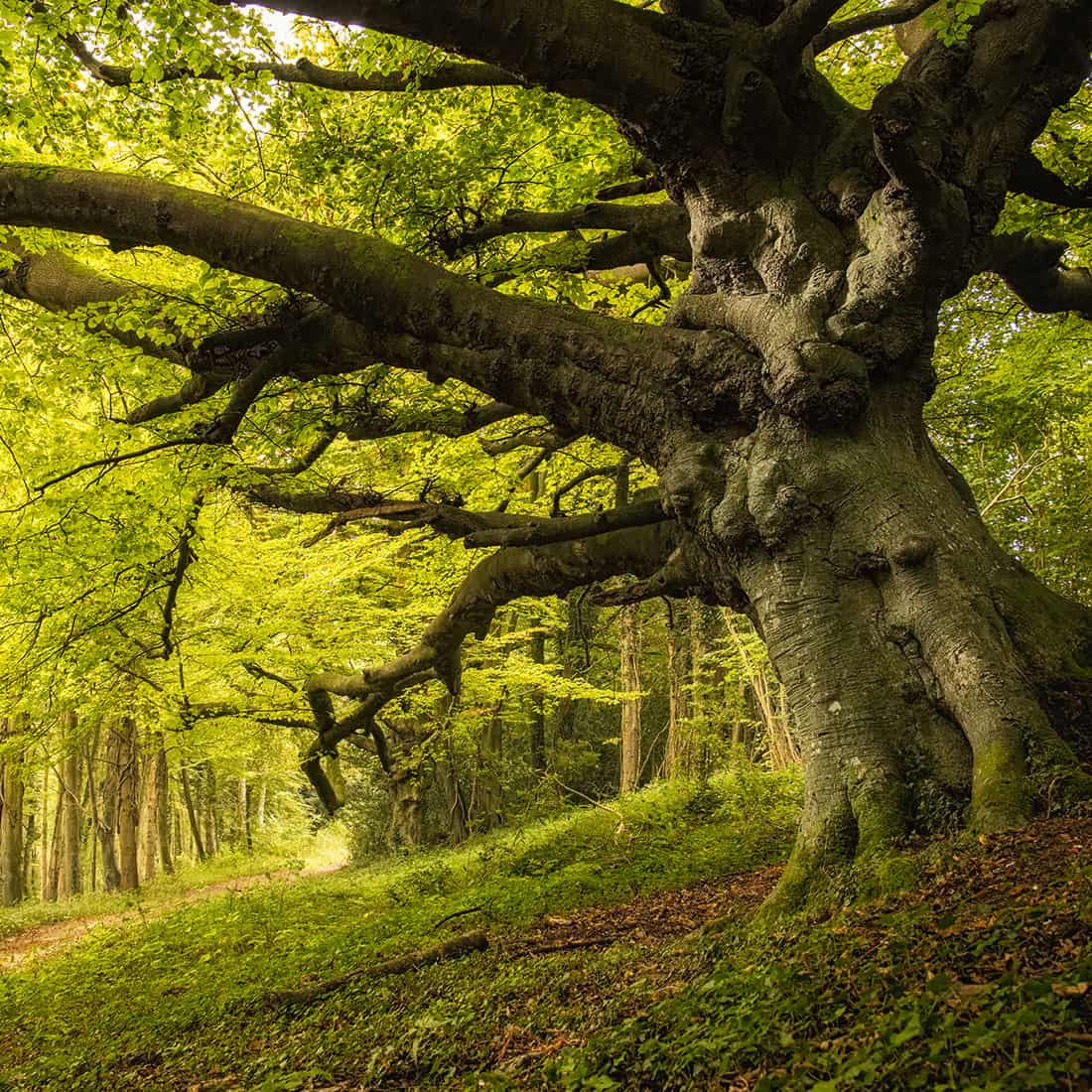Aboricultural Surveys – Pennine Ecological