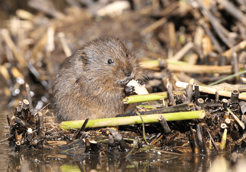 Water Vole Surveys – Pennine Ecological